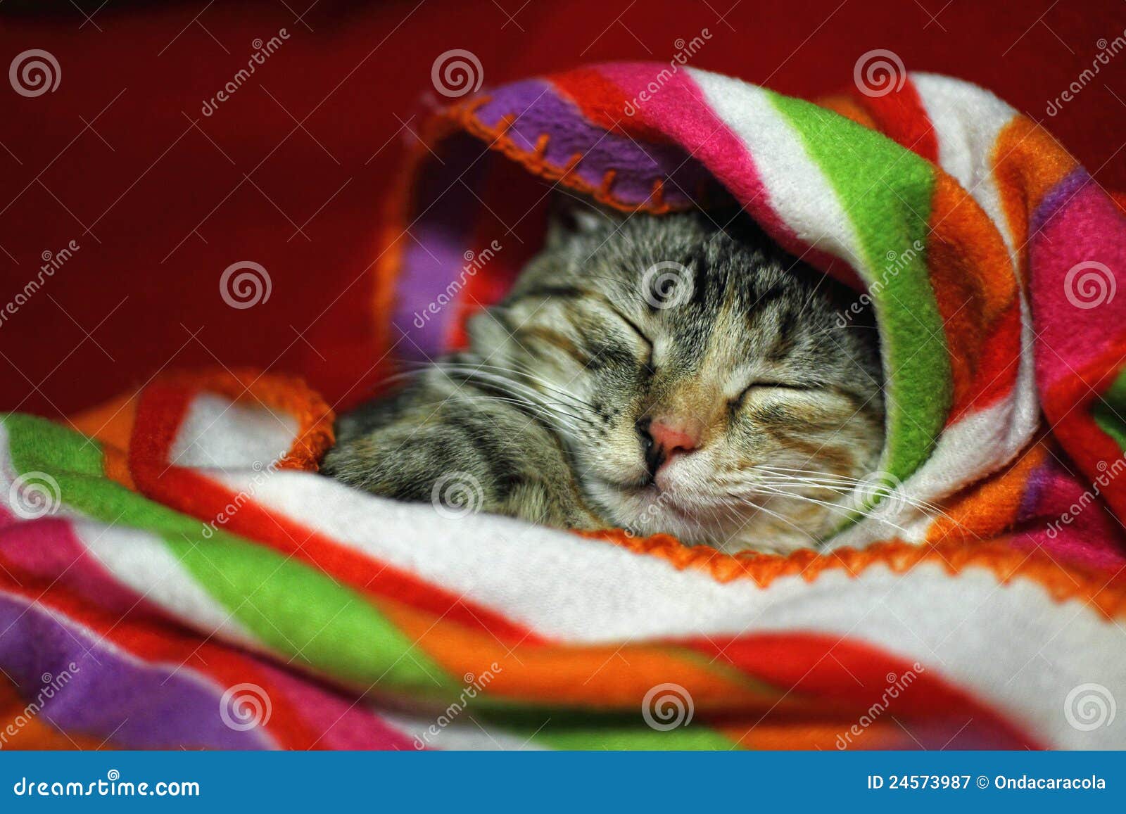 Sleepy kitty stock image. Image of hide, innocence, cute - 24573987