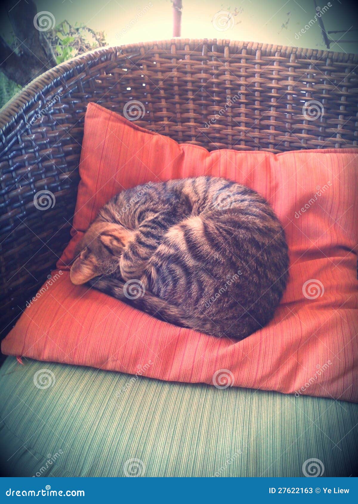 Sleepy Kitty stock image. Image of fluffy, tranquility - 27622163