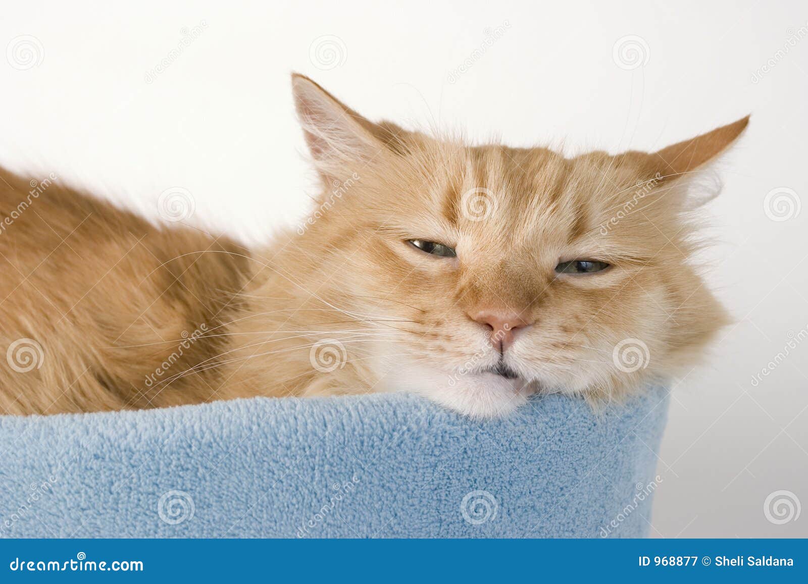 Sleepy Kitty Cat One stock image. Image of cuddlesome, idle - 968877