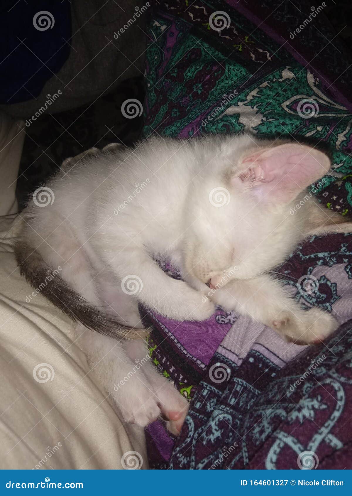 Sleepy Kitty stock image. Image of kitty, white, sleepy - 164601327