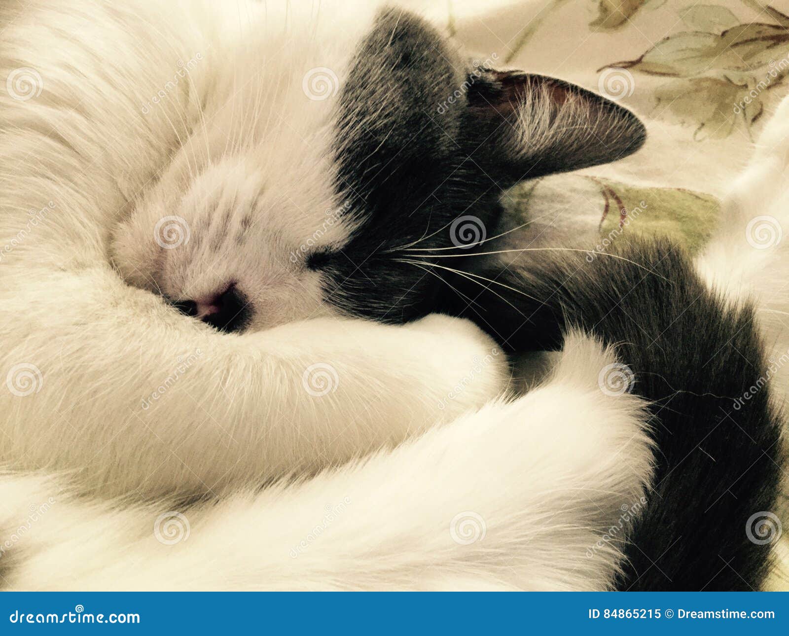 Sleepy kitty stock image. Image of gorgeous, kitty, snuggled - 84865215