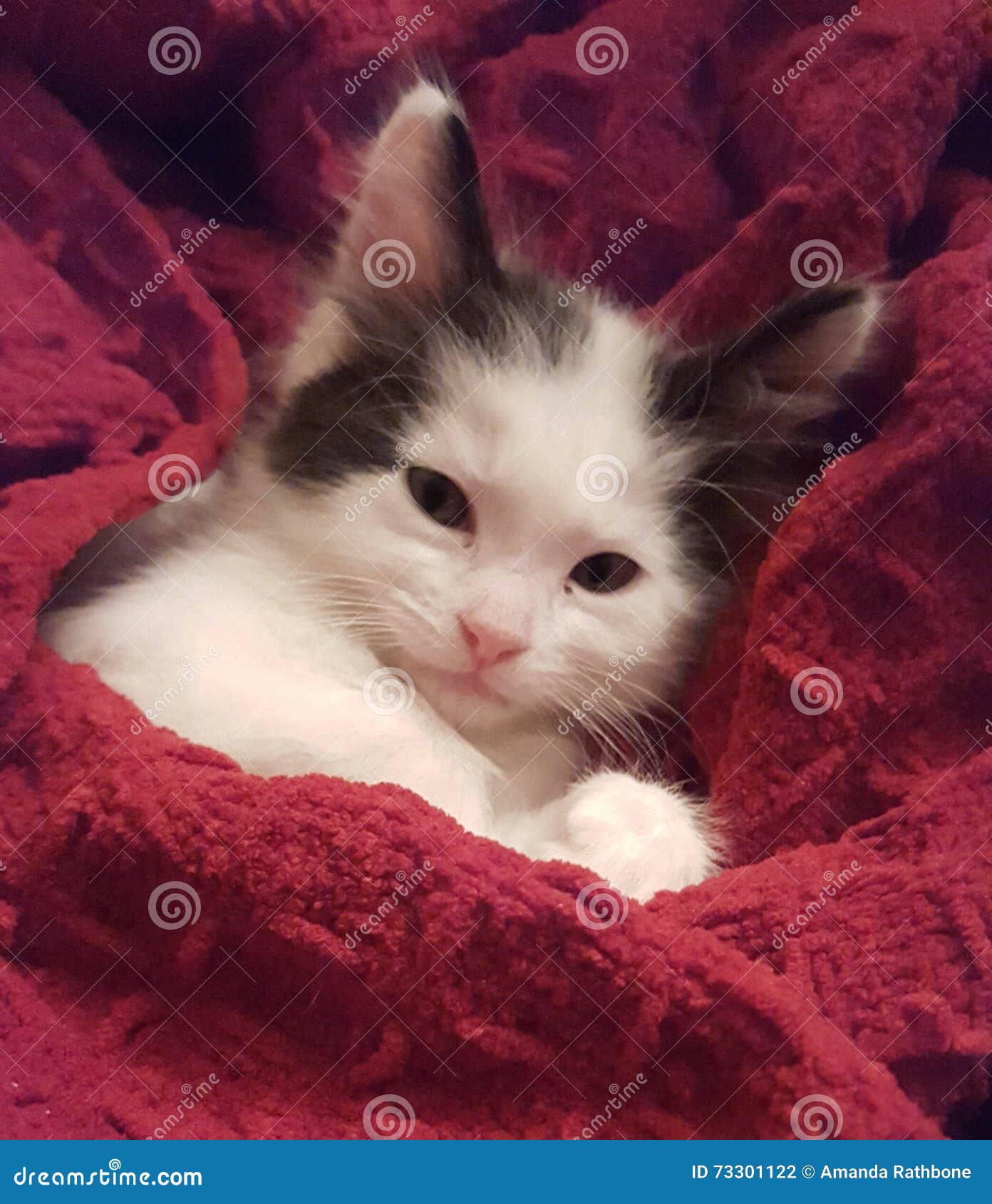 Sleepy Kitty stock photo. Image of kitty, week, sleepy - 73301122