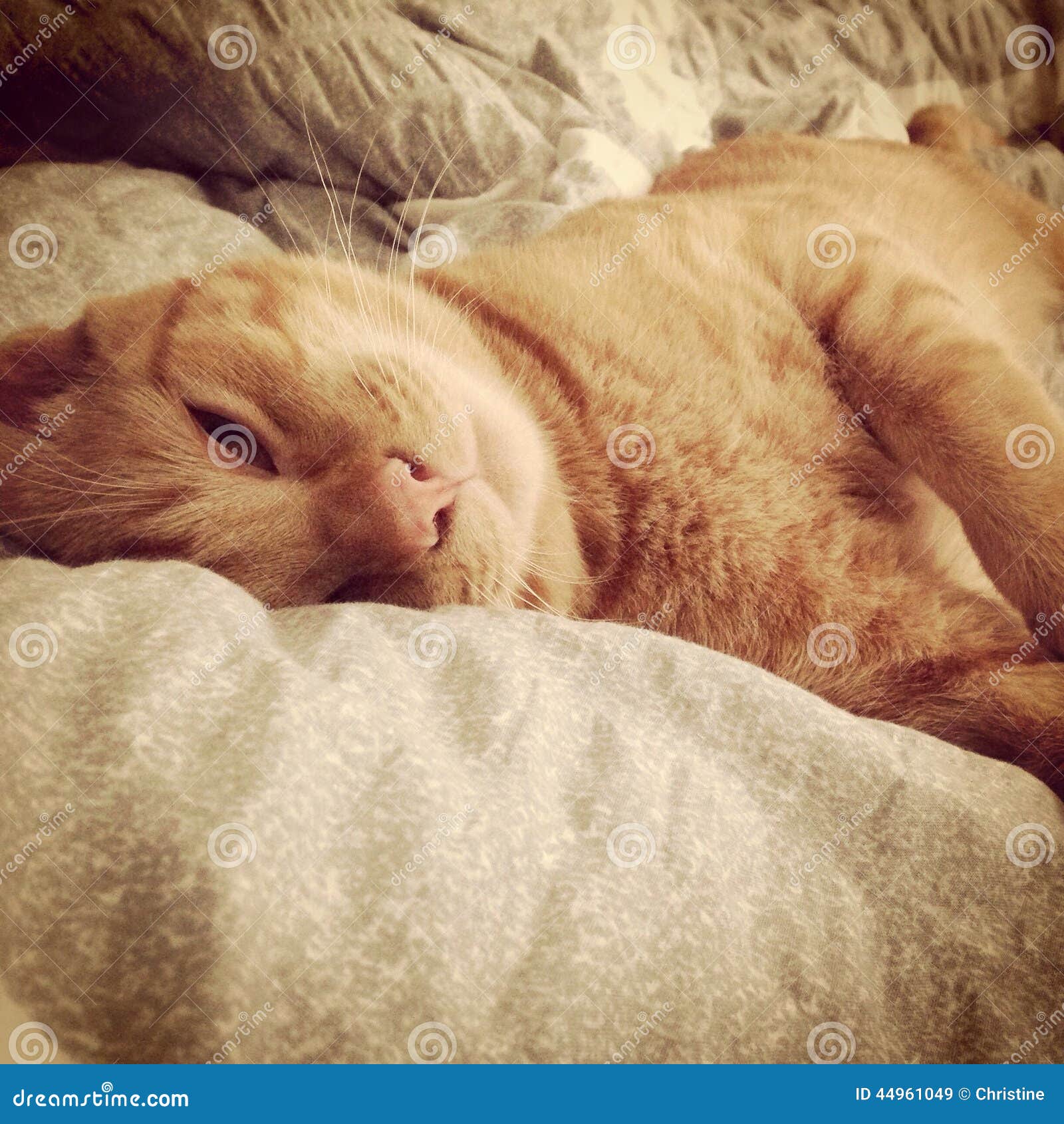 Sleepy kitty stock image. Image of waking, morning, adorable - 44961049