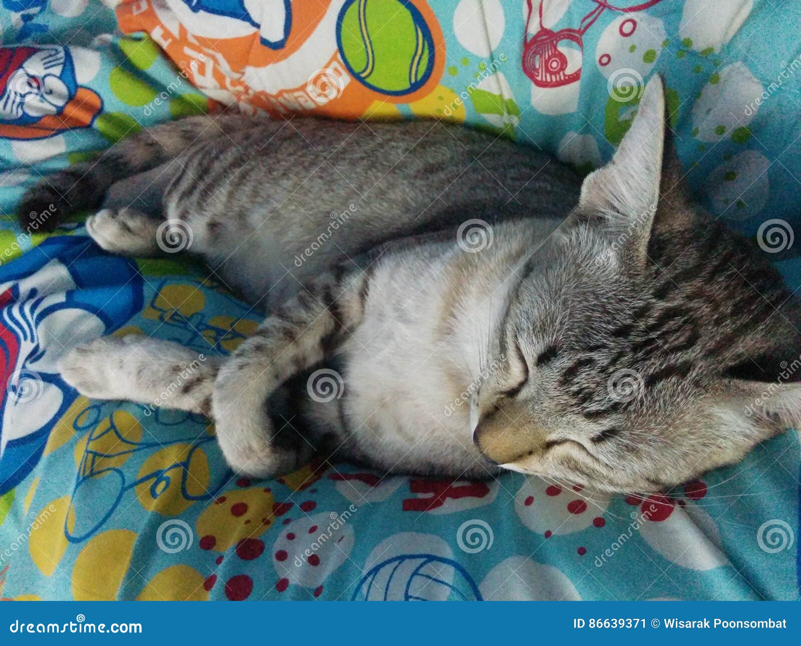 Sleepy kitty stock image. Image of sleepy, sleep, kitty - 86639371