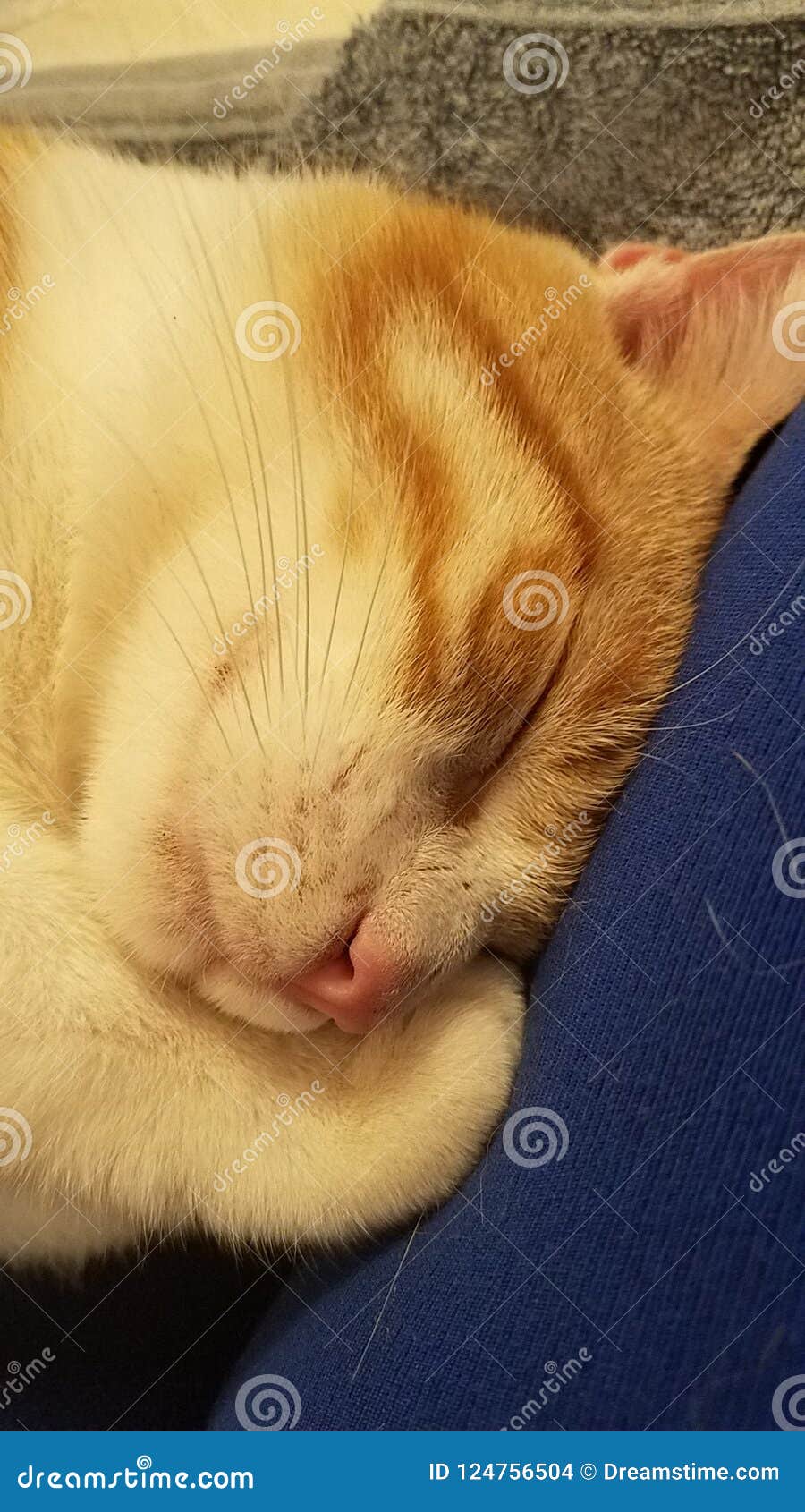 Sleepy kitty stock photo. Image of snuggle, kitty, super - 124756504