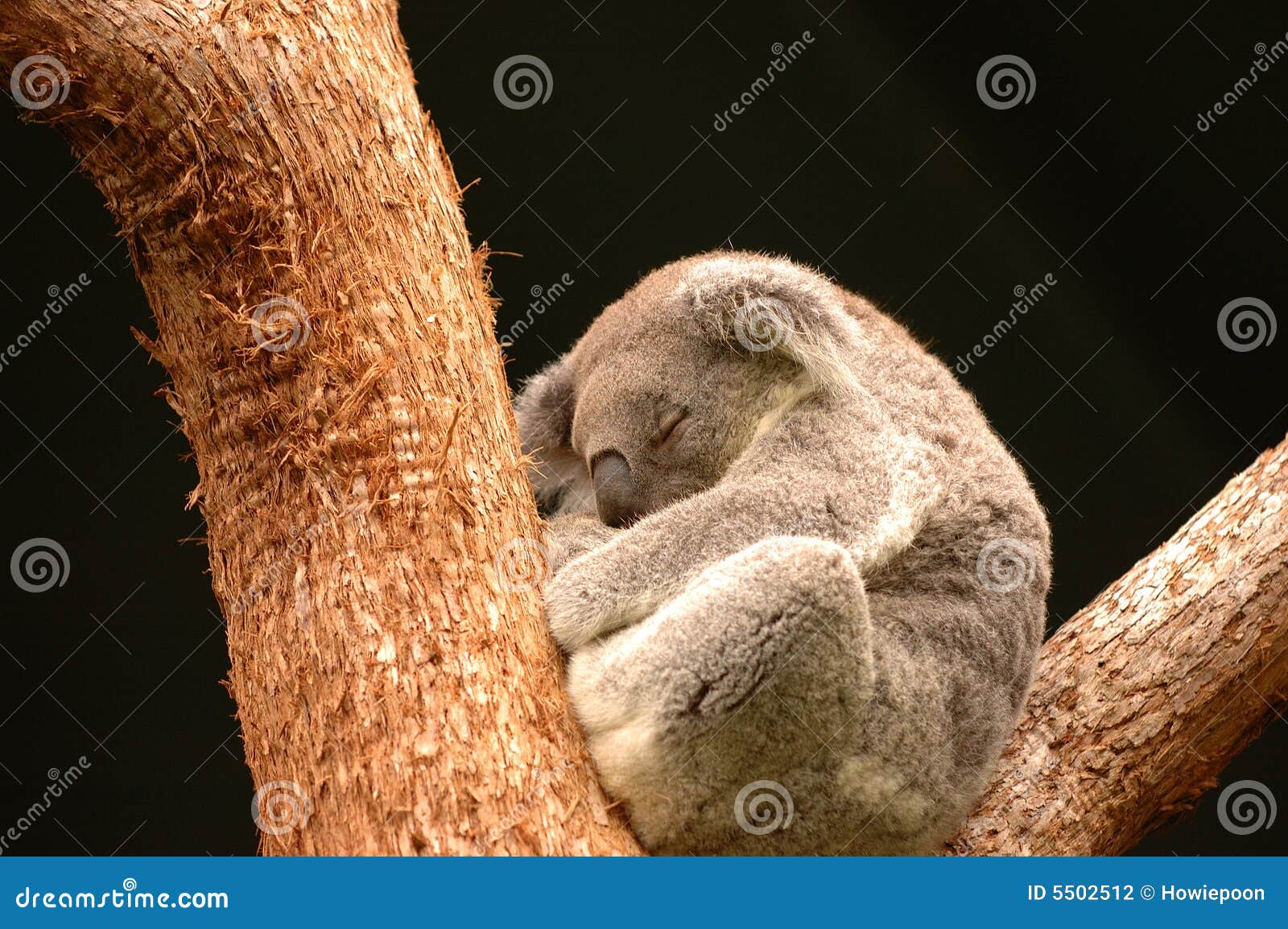 Sleepy koala stock photo. Image of mammal, nature, koala - 5502512