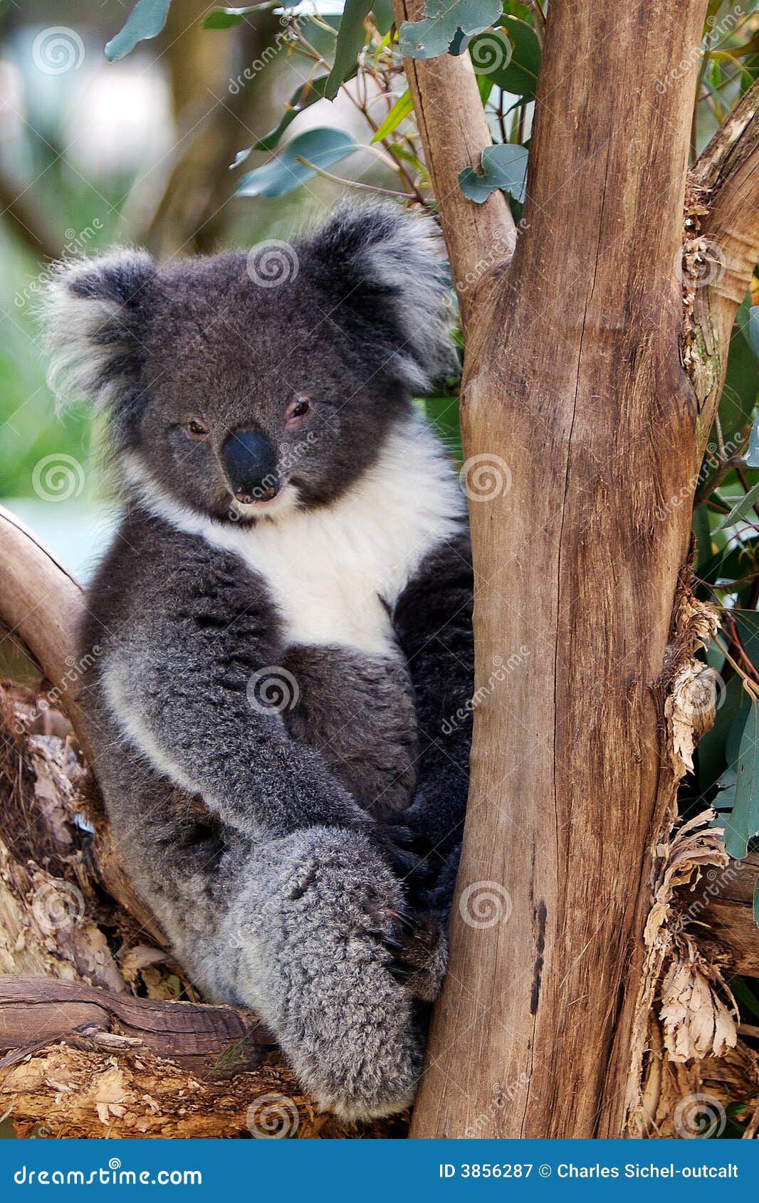 Koala In A Tree Stock Image | CartoonDealer.com #65005153