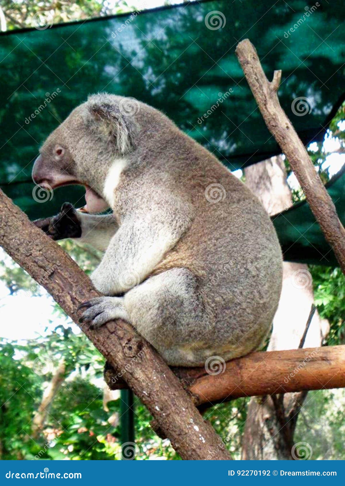 Sleepy Koala stock photo. Image of bedtime, australia - 92270192