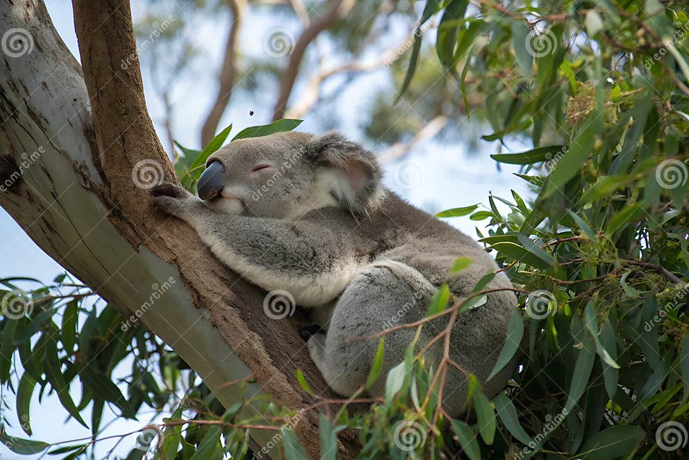 Sleepy Koala Napping in Eucalyptus Tree Stock Illustration ...