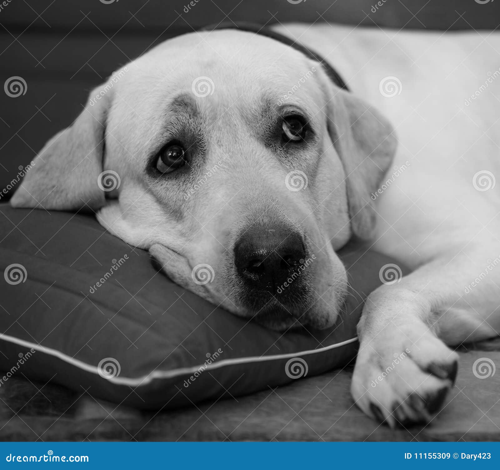Sleepy labrador stock image. Image of portrait, closeup - 11155309
