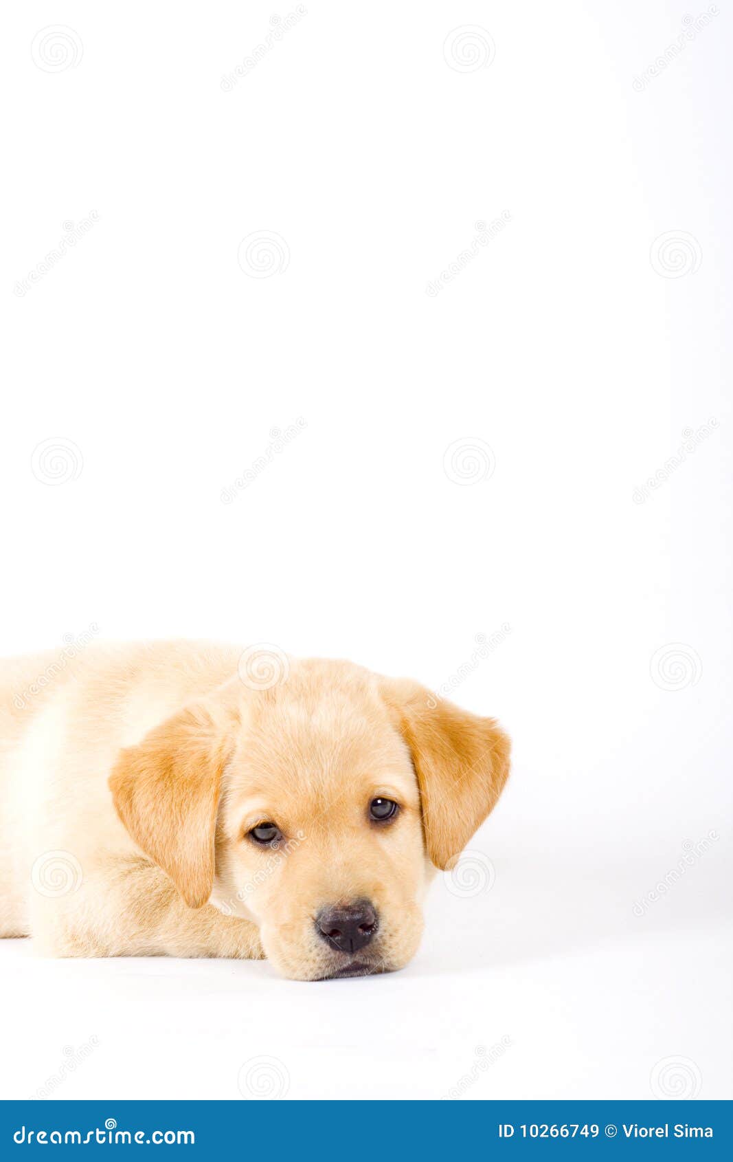Sleepy Labrador Retriever Puppy Stock Image - Image of pedigreed ...