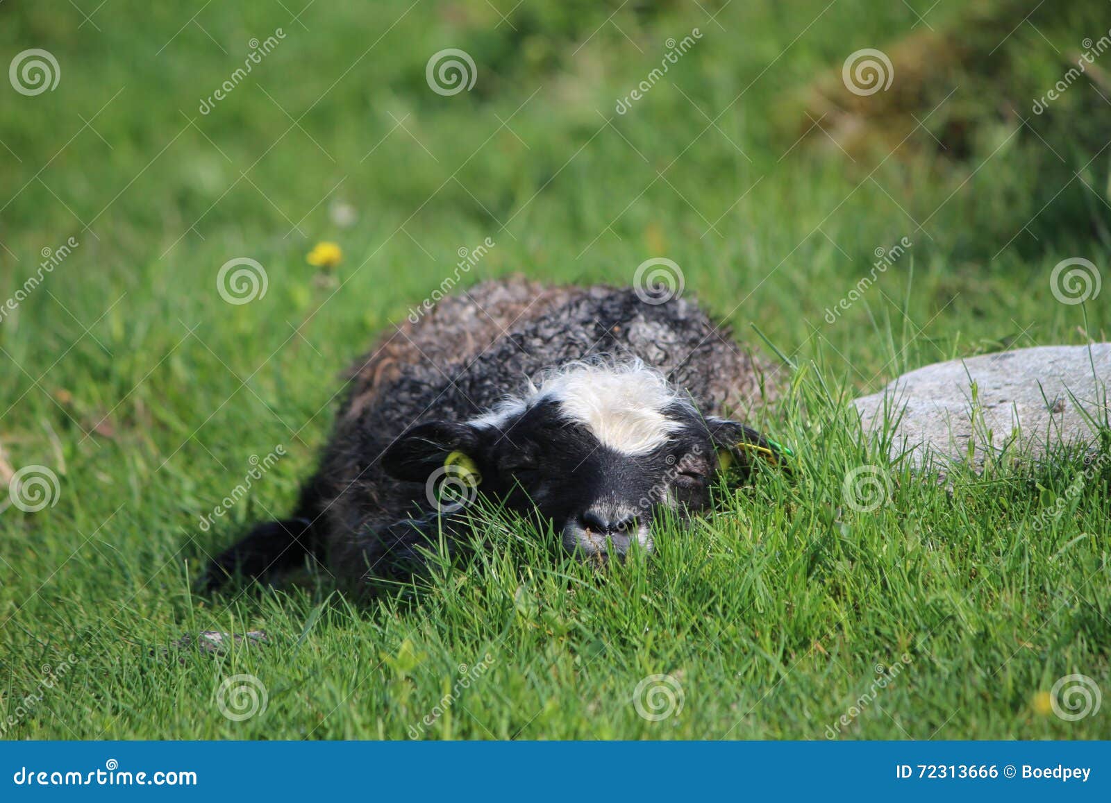 Sleepy lamb stock photo. Image of lambs, sleeping, sheep - 72313666