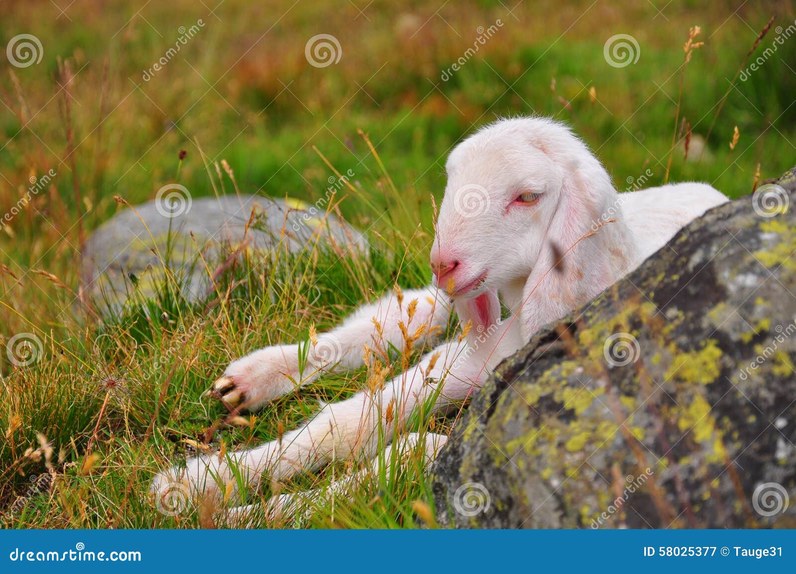 Sleepy lamb stock image. Image of calf, lambs, sheeps - 58025377