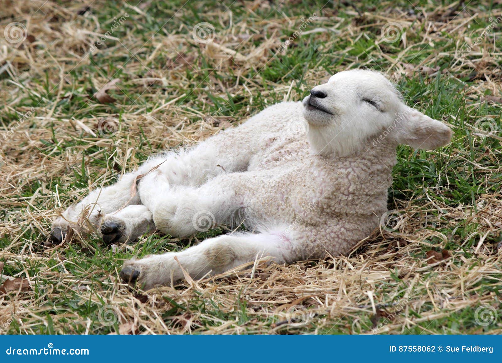 Sleepy Lamb stock photo. Image of easter, countryside - 87558062