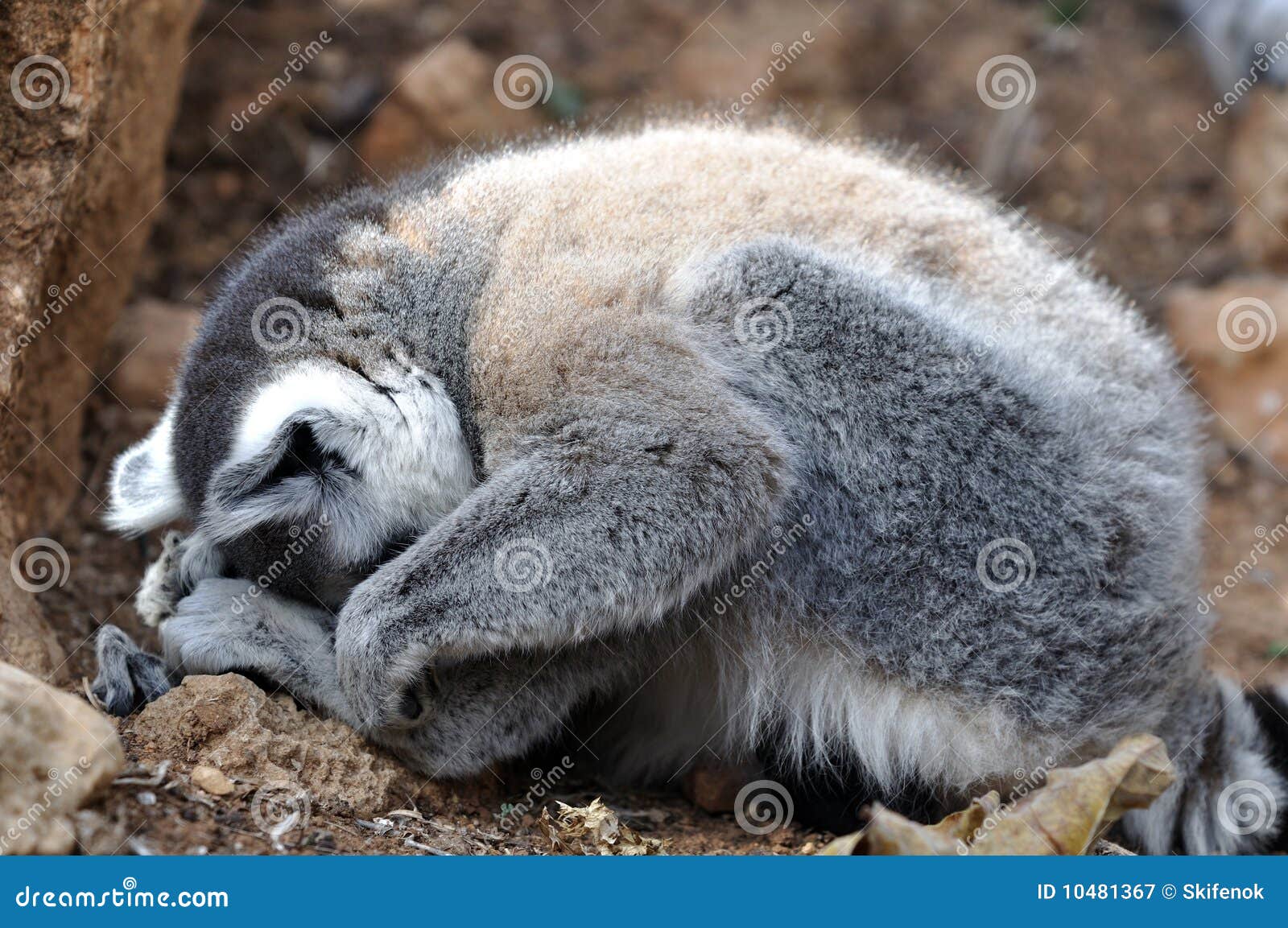 Sleepy lemur stock image. Image of animal, lemur, rest - 10481367