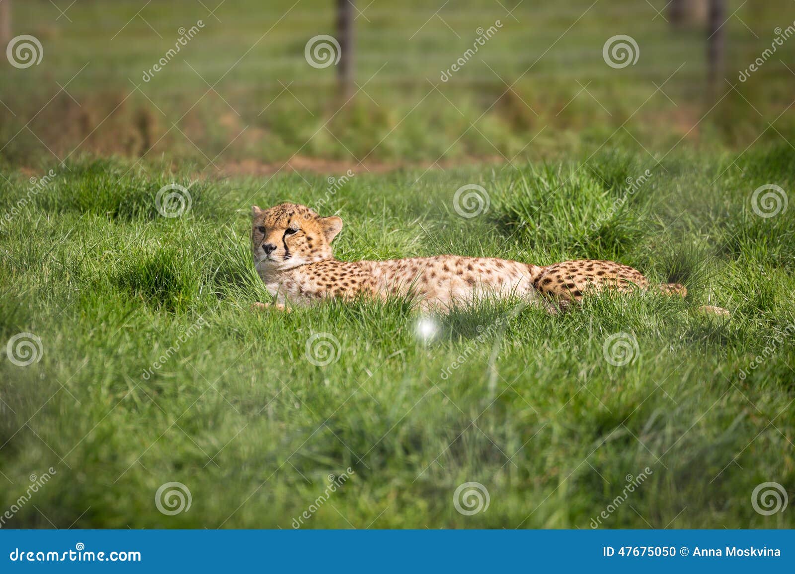 Sleepy leopard stock photo. Image of natural, eyes, park - 47675050