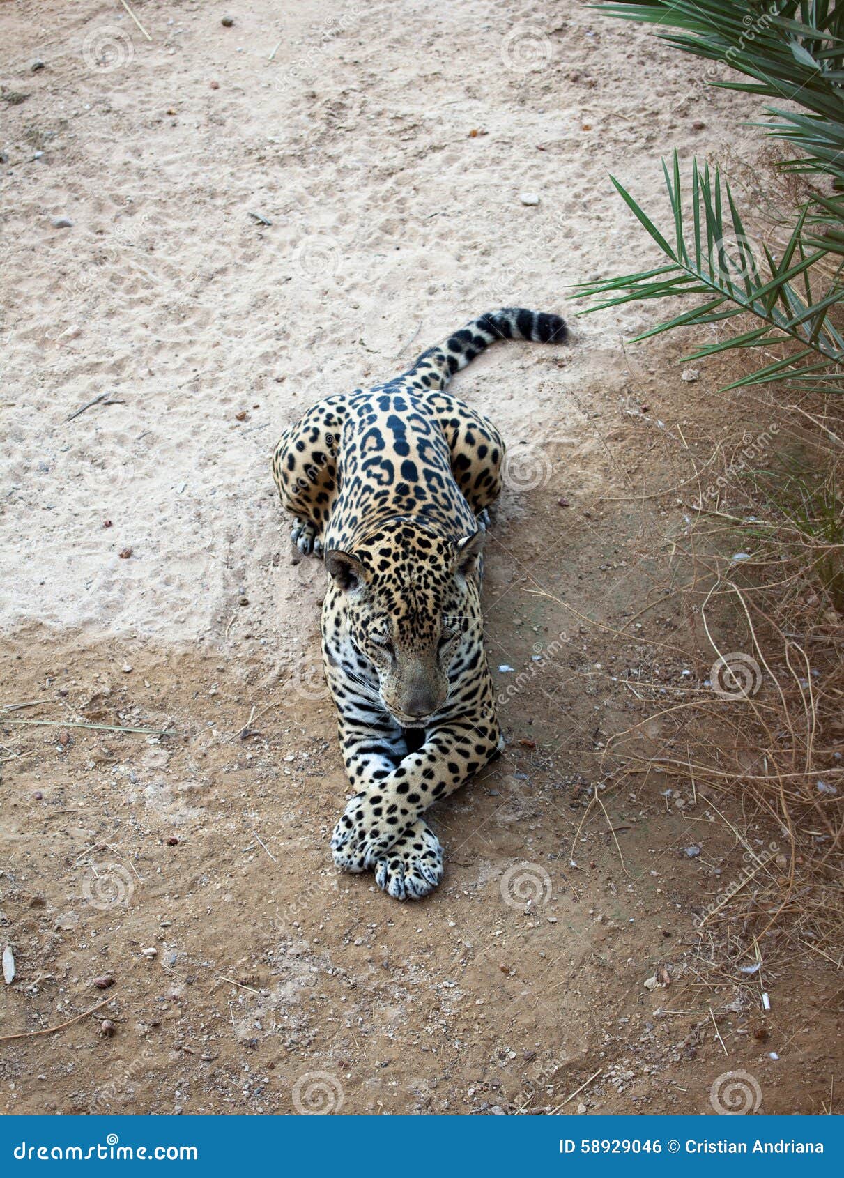 Sleepy leopard stock photo. Image of horizontal, africa - 58929046