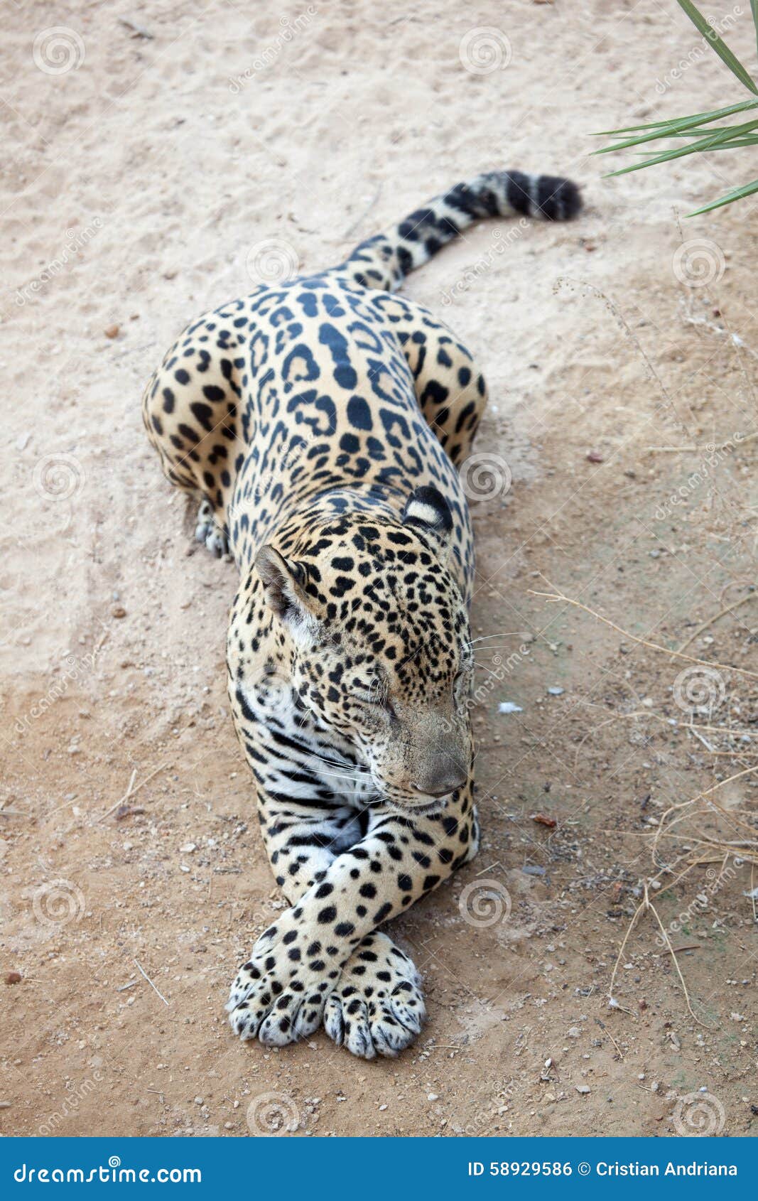 Sleepy leopard stock photo. Image of panthera, light - 58929586