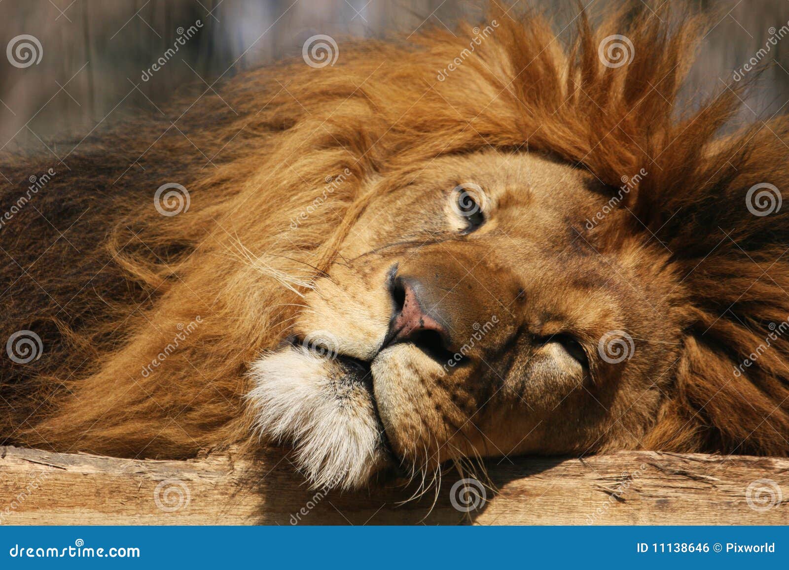 Sleepy lion stock photo. Image of carnivore, sleepy, hunt - 11138646