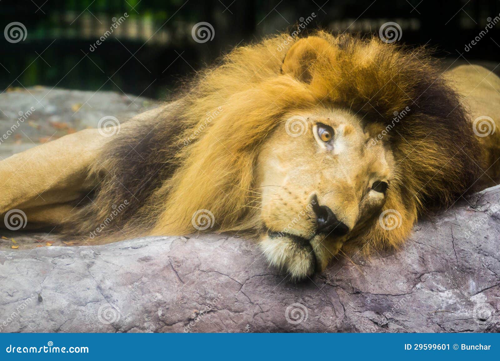 Sleepy lion stock image. Image of sleepy, animal, tongue - 29599601