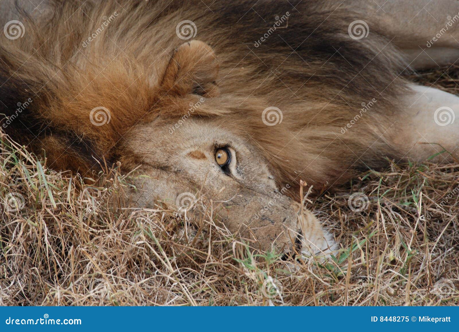 Sleepy Lion stock image. Image of animals, livestock, migrate - 8448275