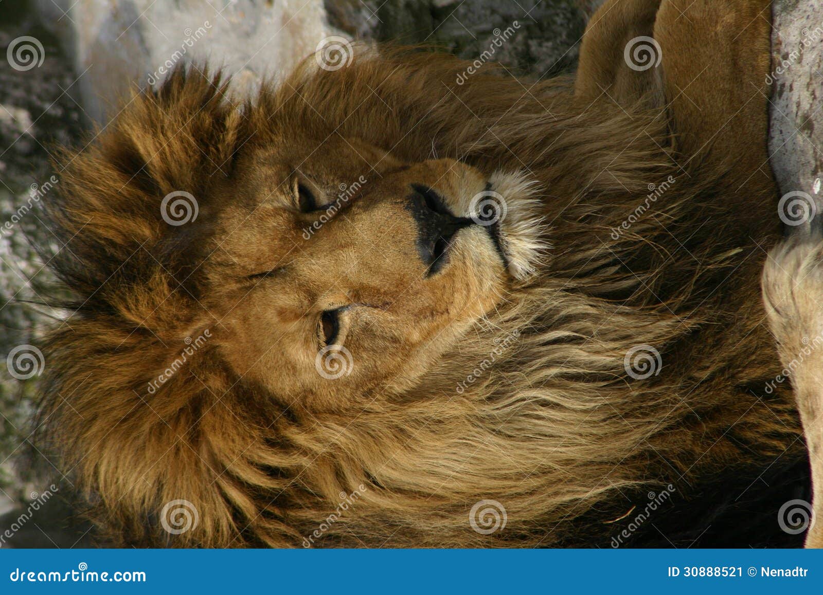 Sleepy Lion stock image. Image of portrait, jungle, africa - 30888521