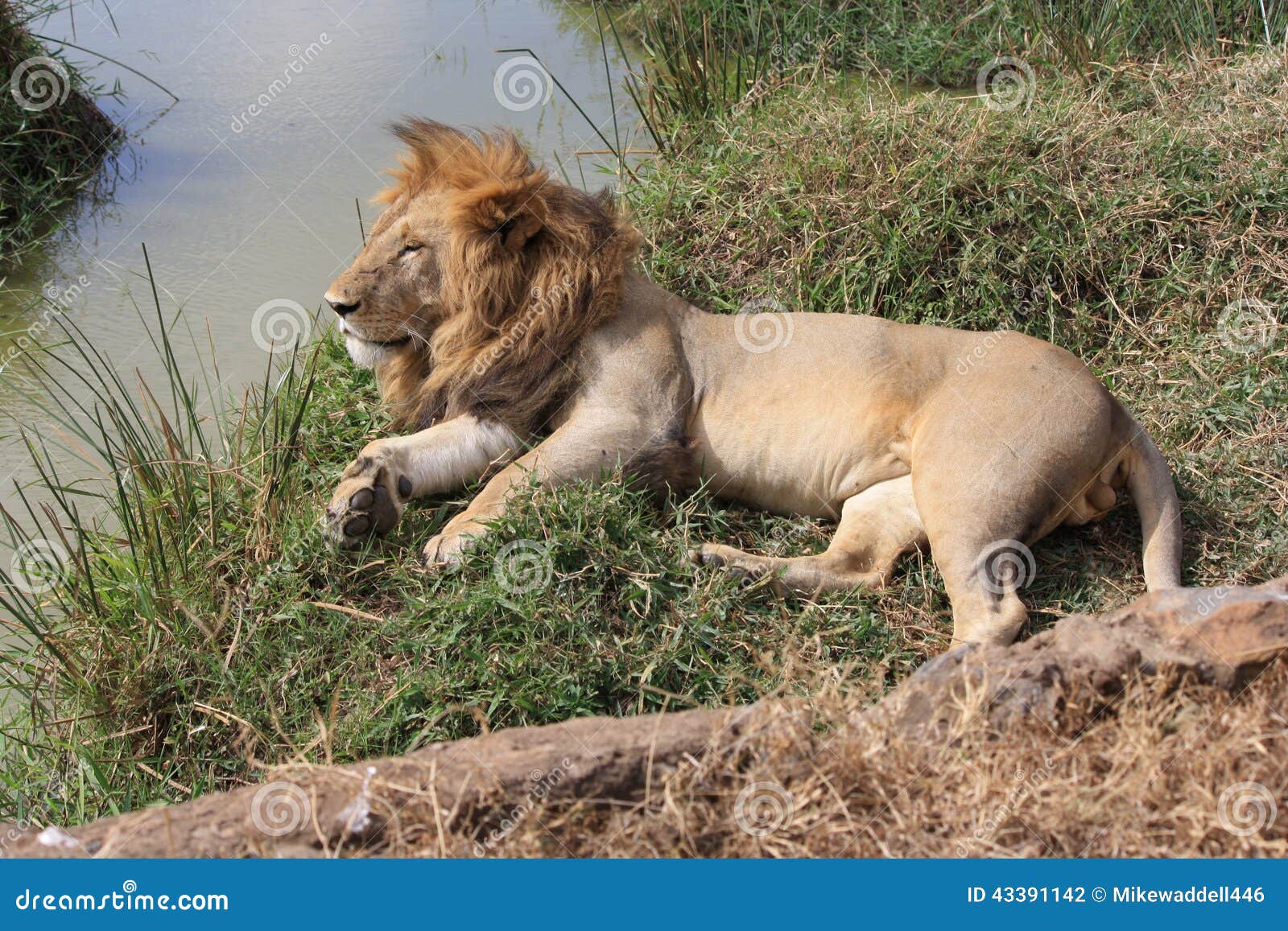 Sleepy lion stock photo. Image of animals, sleepy, kenya - 43391142