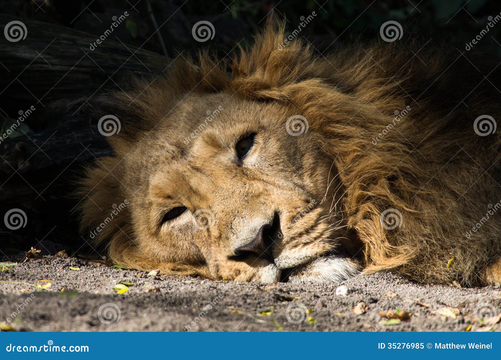 Sleepy lion stock image. Image of closeup, wildlife, background - 35276985