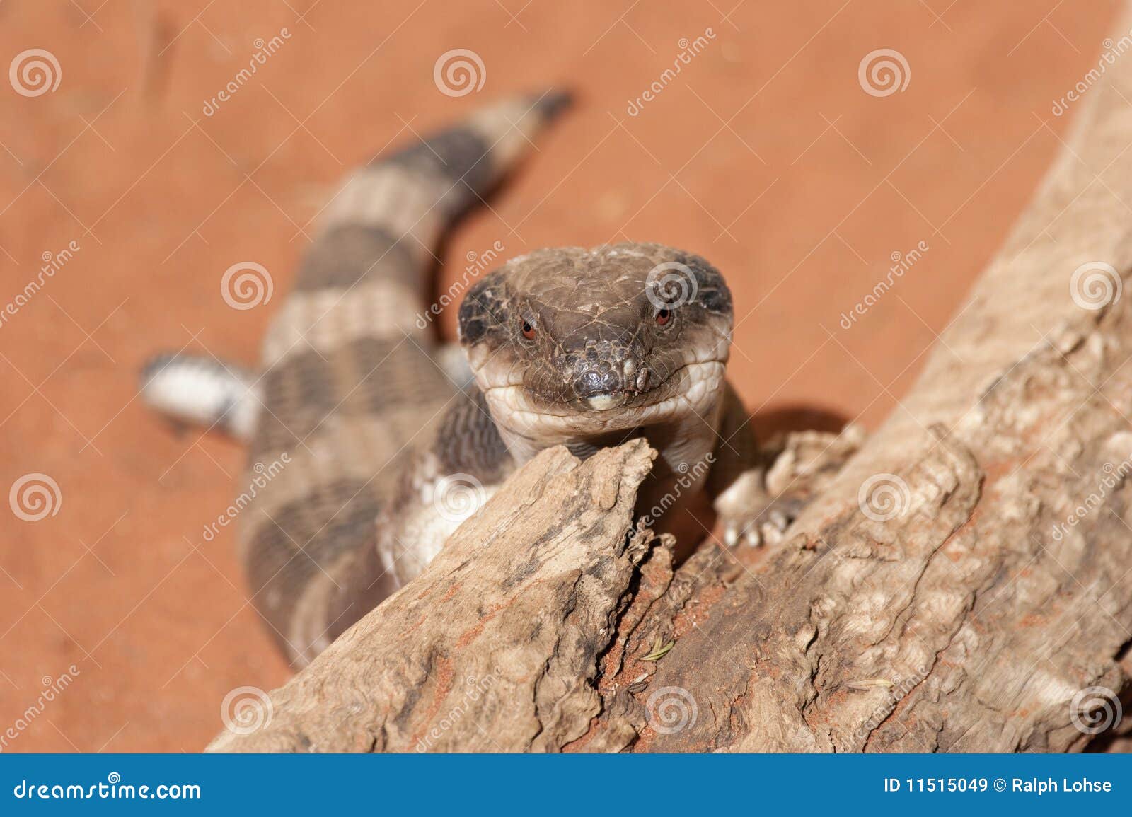 Sleepy Lizard stock image. Image of dragon, bearded, lizard - 11515049