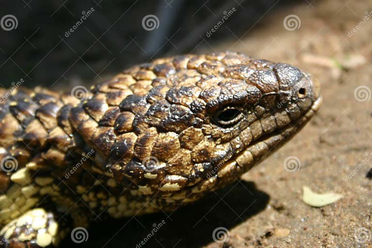 Sleepy lizard stock image. Image of ecology, animal, tourism - 84255