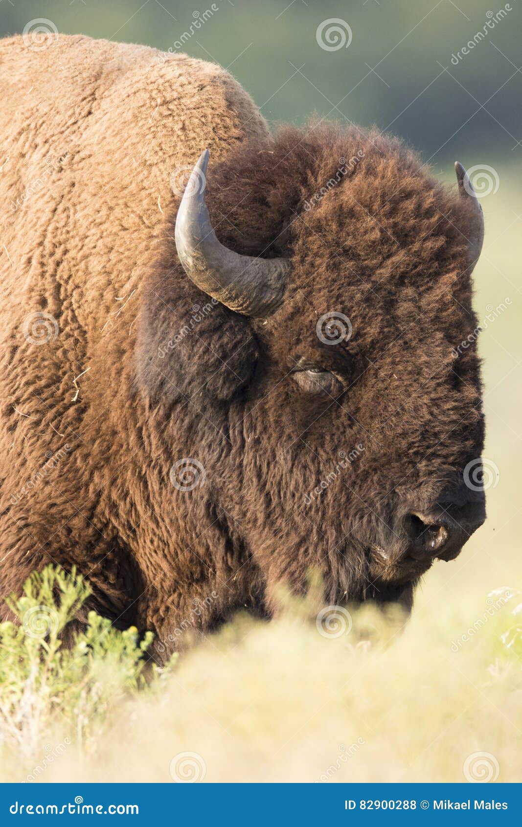 Sleepy lone buffalo stock photo. Image of western, plain - 82900288
