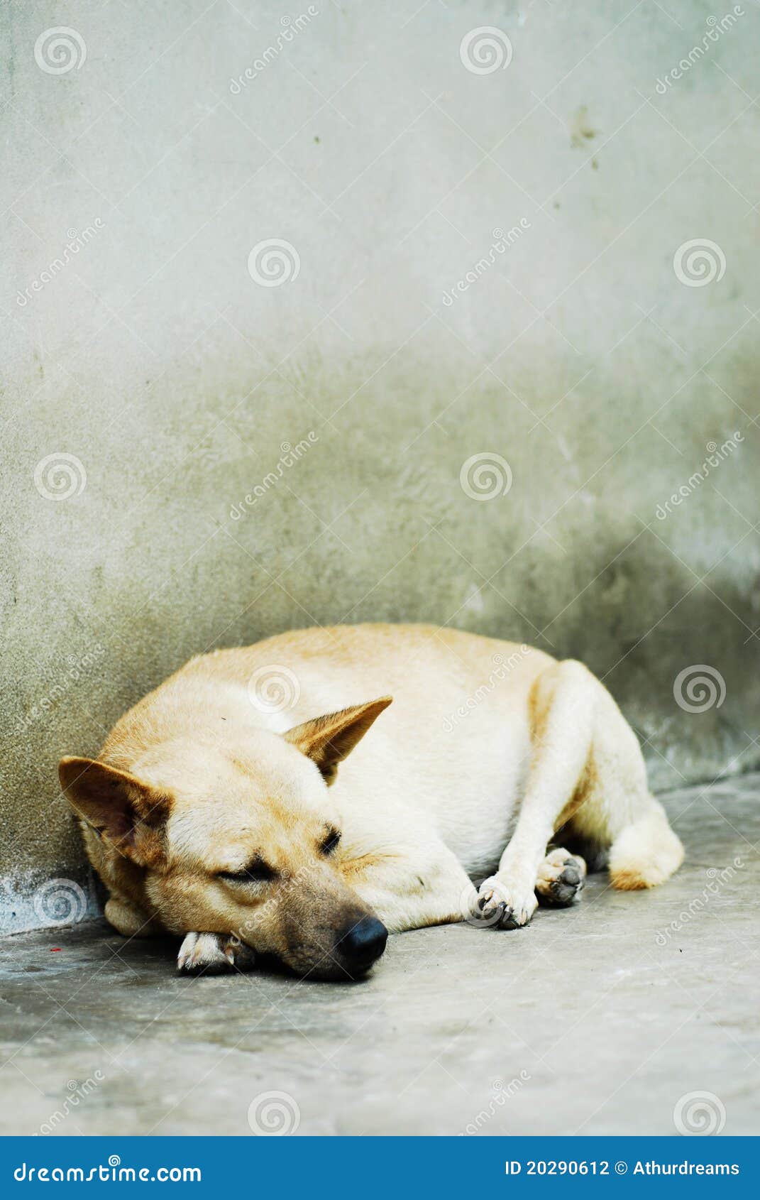 Sleepy Lonely Dog stock photo. Image of head, alone, domestic - 20290612