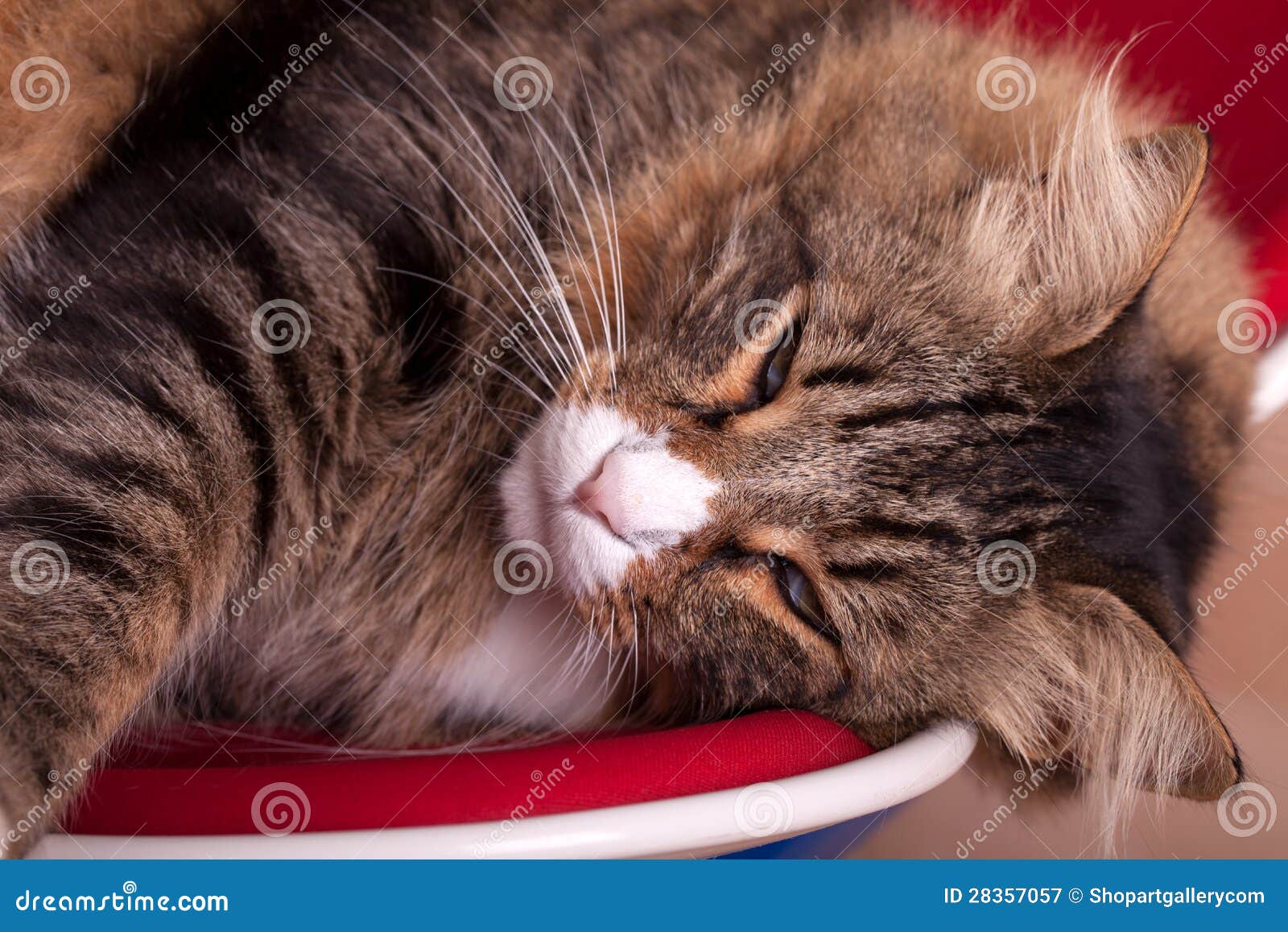 Sleepy Look stock image. Image of cute, domestic, maine - 28357057