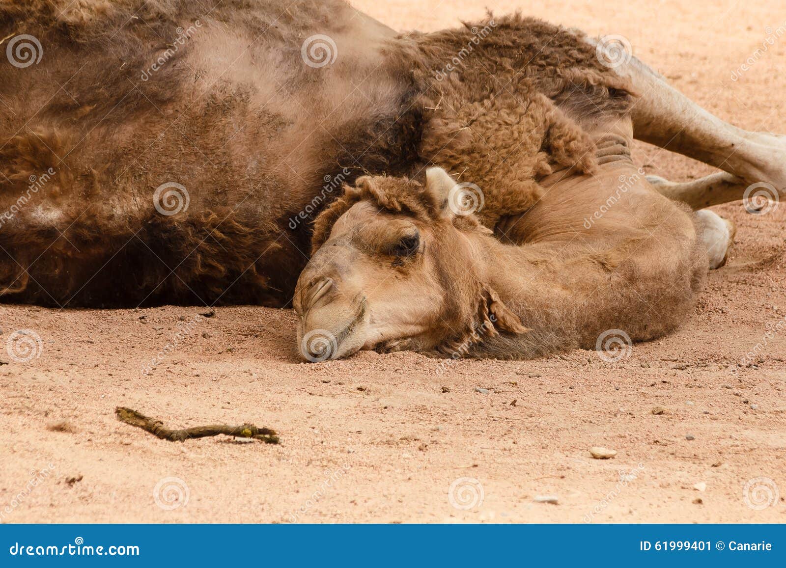 The sleepy look of a camel stock image. Image of nose - 61999401