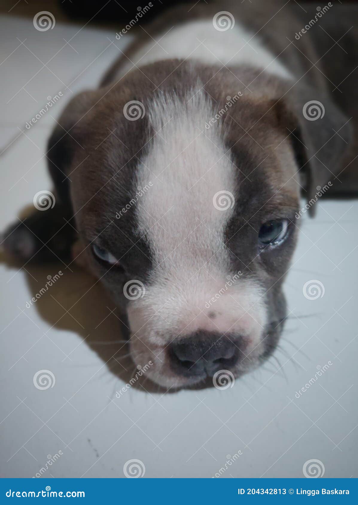 Sleepy mad puppies stock image. Image of organ, whiskers - 204342813