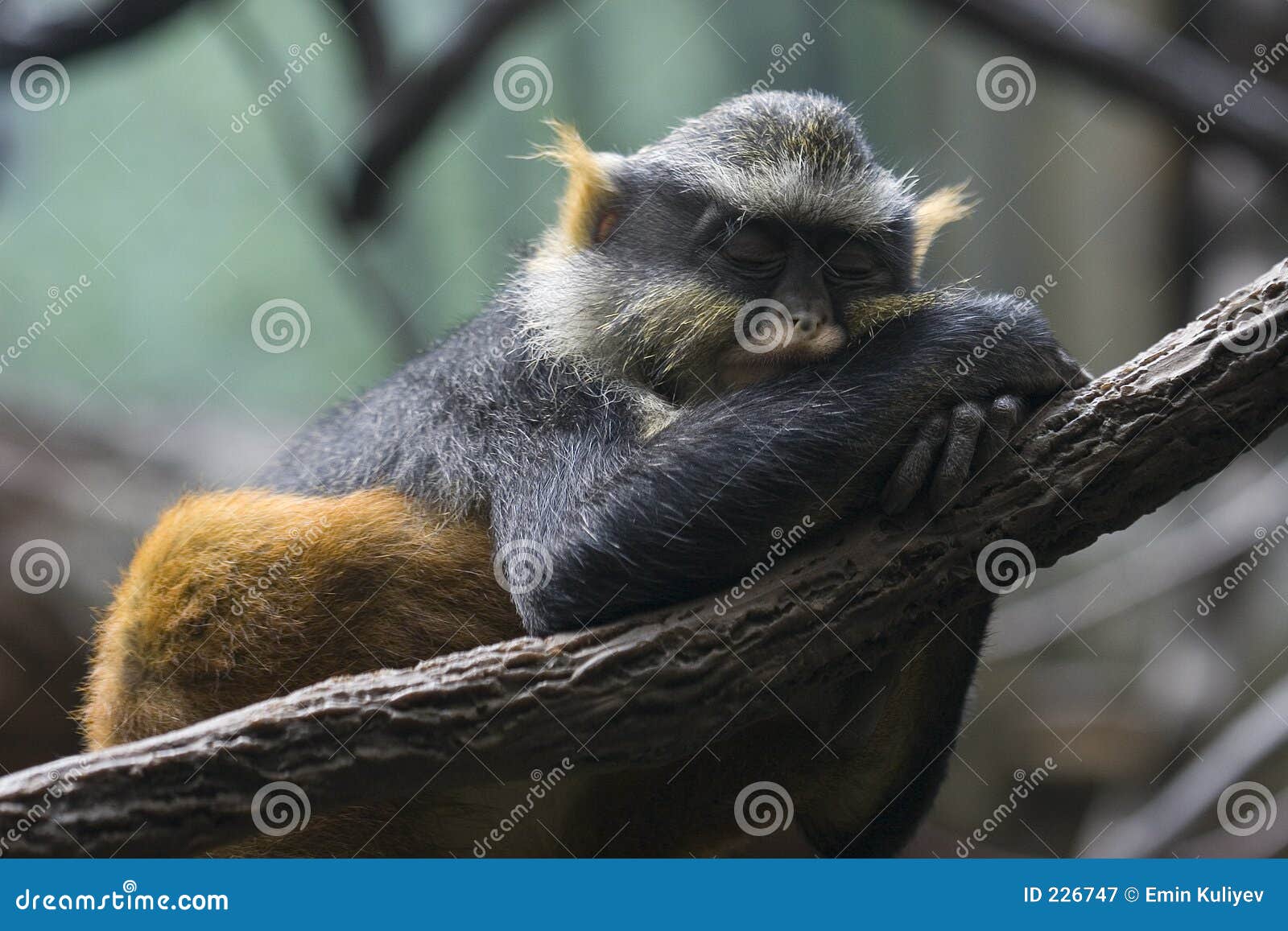 Sleepy monkey stock image. Image of apish, animal, apery - 226747