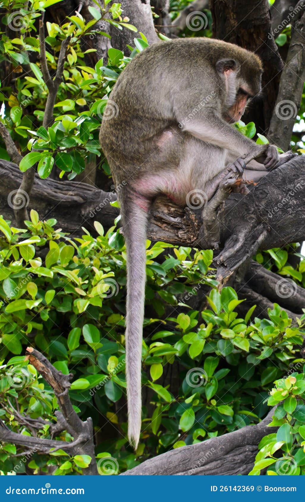 Sleepy monkey stock image. Image of macaca, tailed, macaque - 26142369