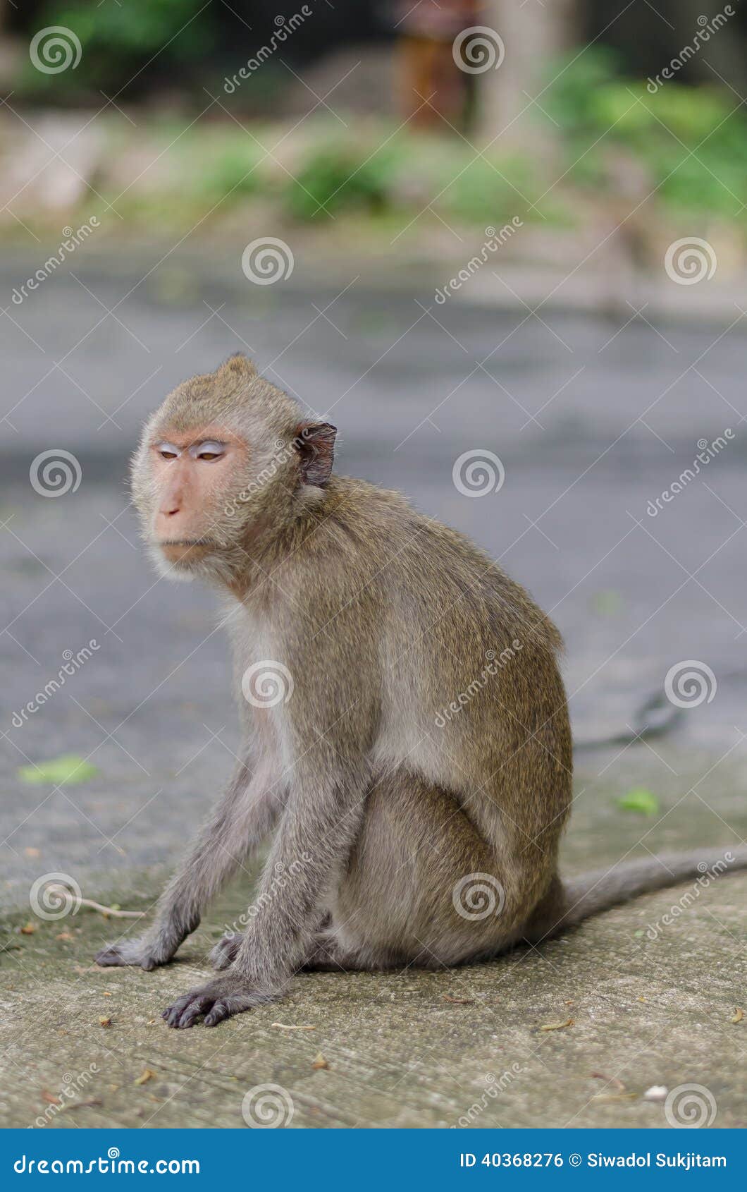 Sleepy Monkey stock photo. Image of feel, plant, thailand - 40368276