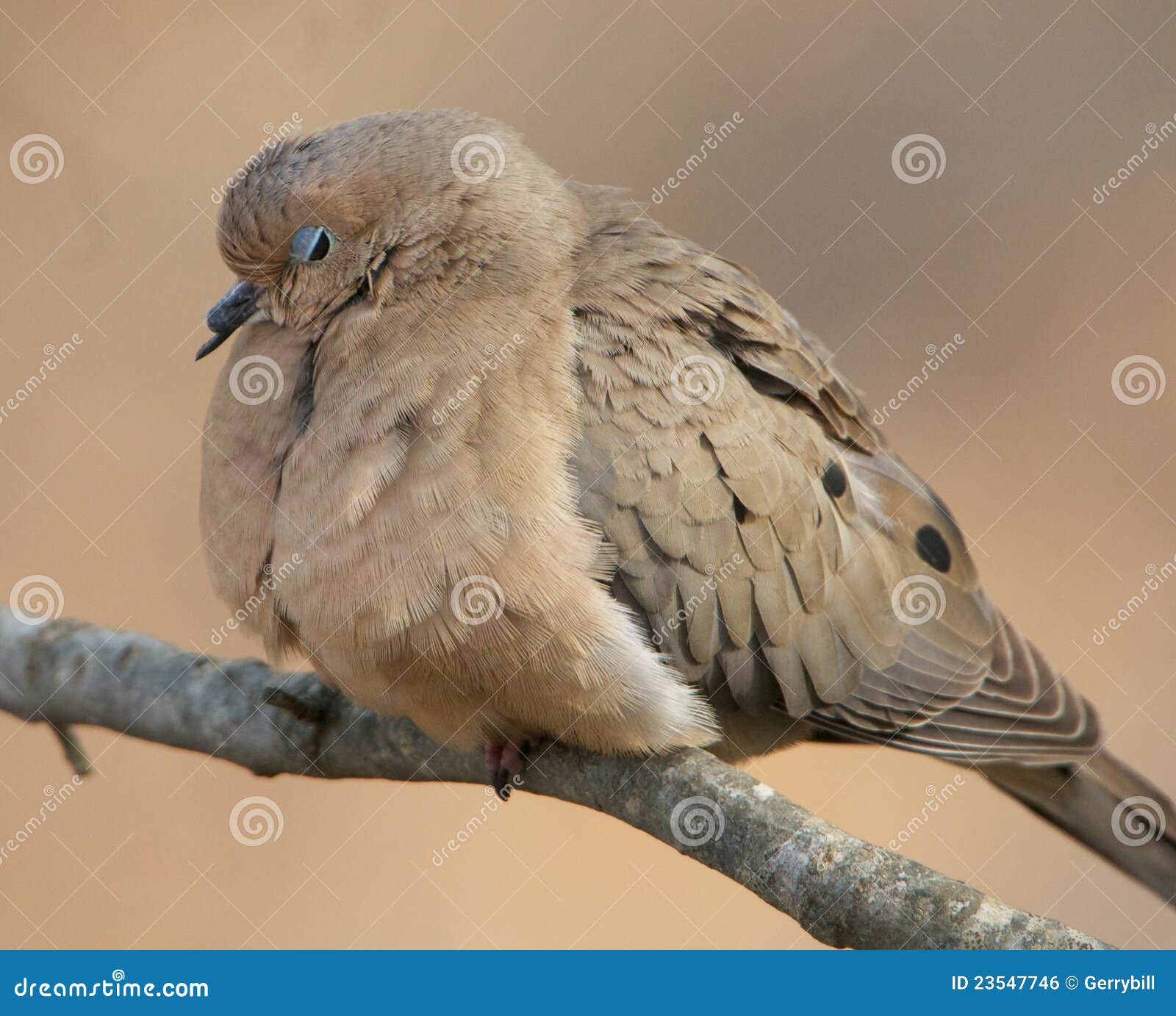 Sleepy Mourning Dove stock photo. Image of dove, nature - 23547746