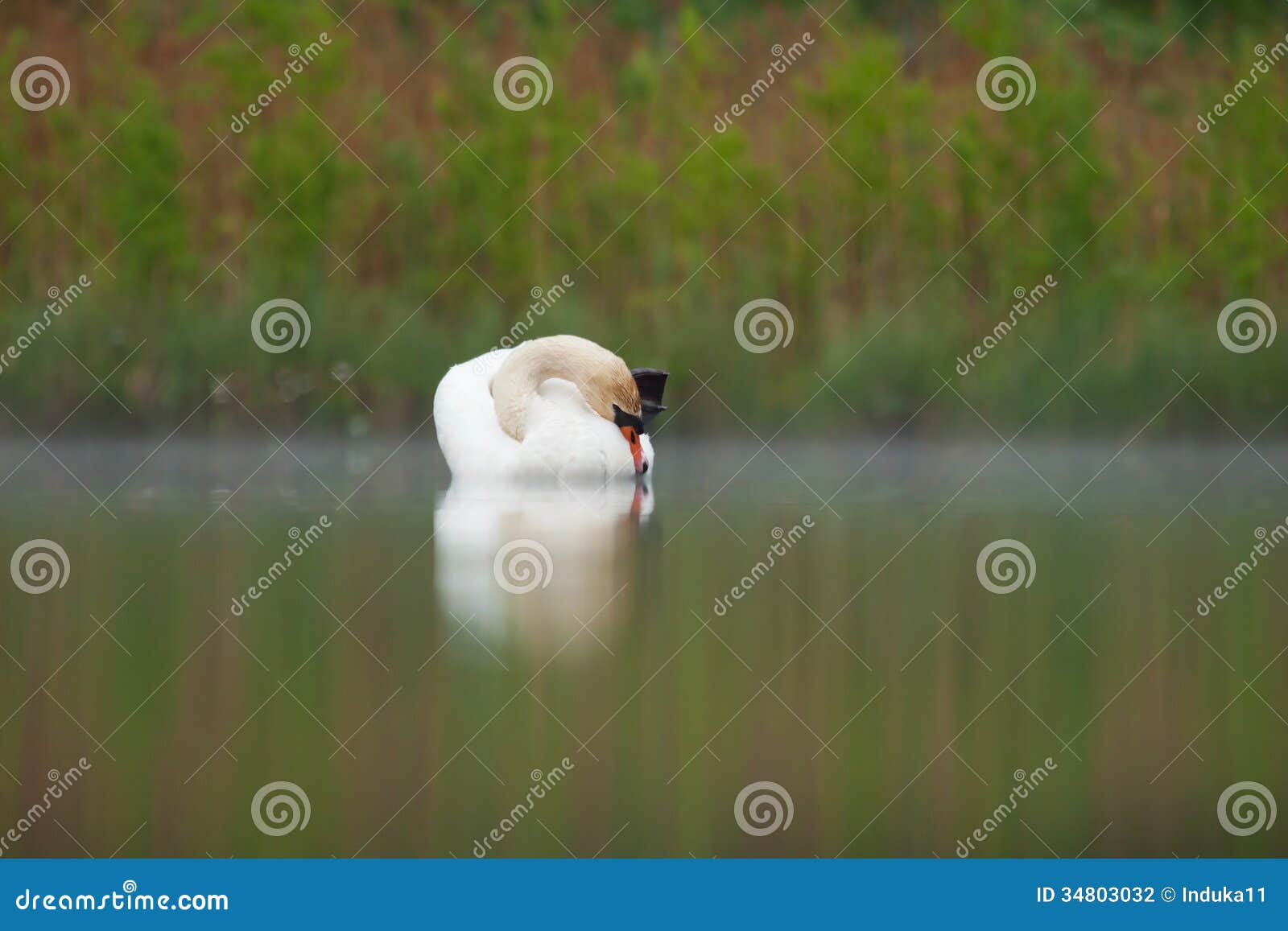 Sleepy mute swan on lake stock photo. Image of swimming - 34803032
