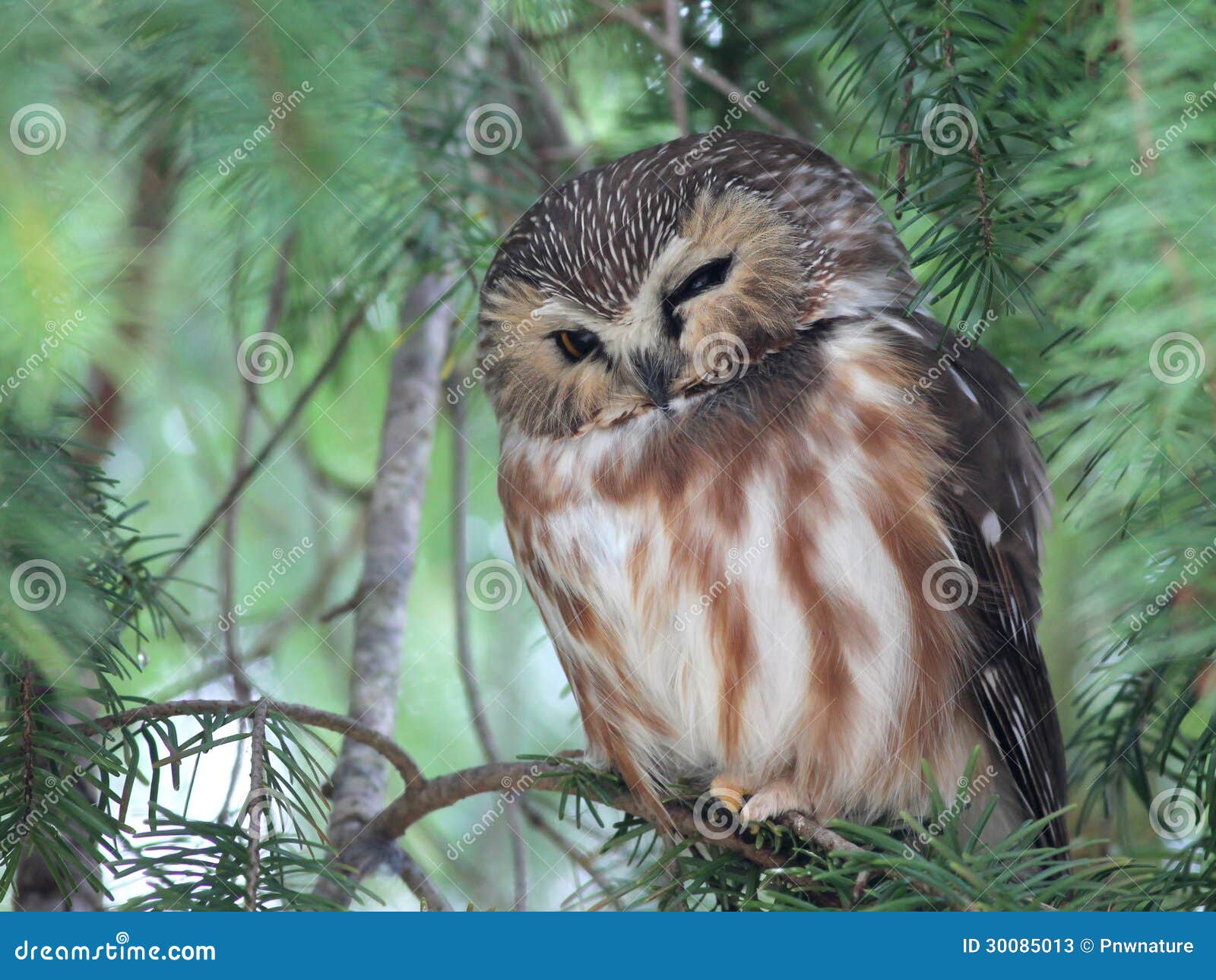 Squinting Northern Saw-whet Owl Stock Image - Image of squinting ...