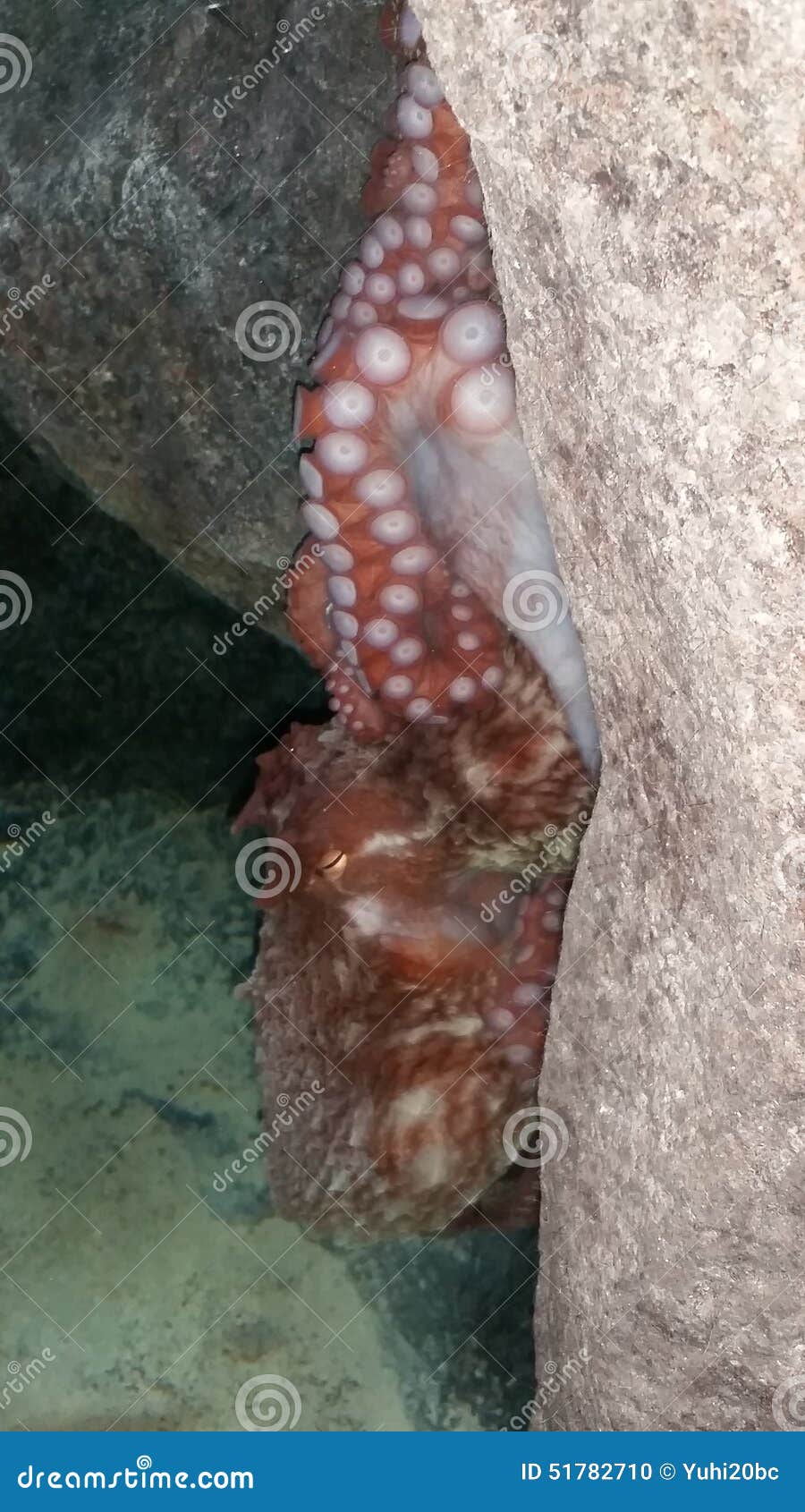 Sleepy octopus stock photo. Image of aquarium, sleepy - 51782710