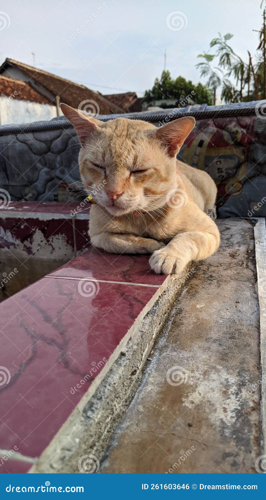 Sleepy Orange Cat at the Morning Stock Photo - Image of animal ...