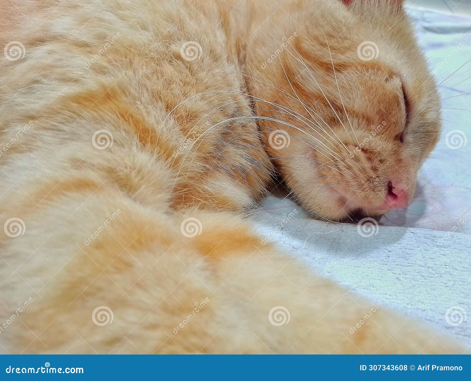 Sleepy orange cat stock photo. Image of kitten, comfort - 307343608