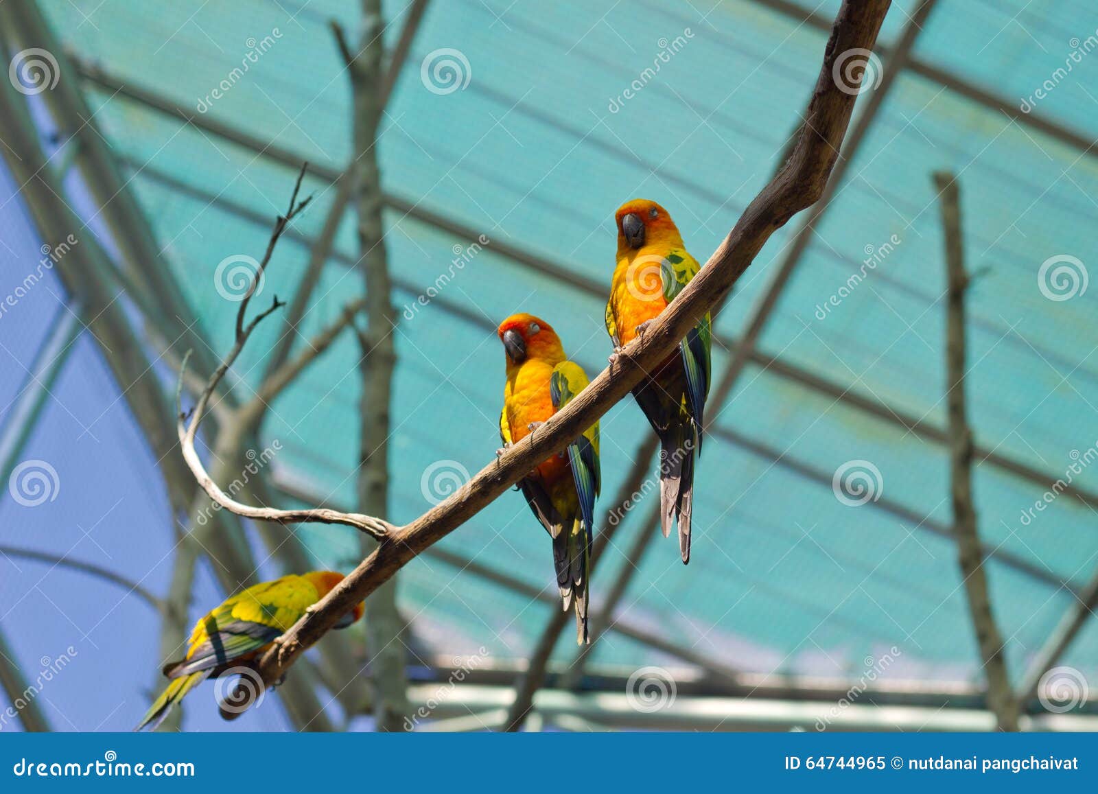 Sleepy Orange Sun Conure Parrot on a Tree Branch Stock Image - Image of ...