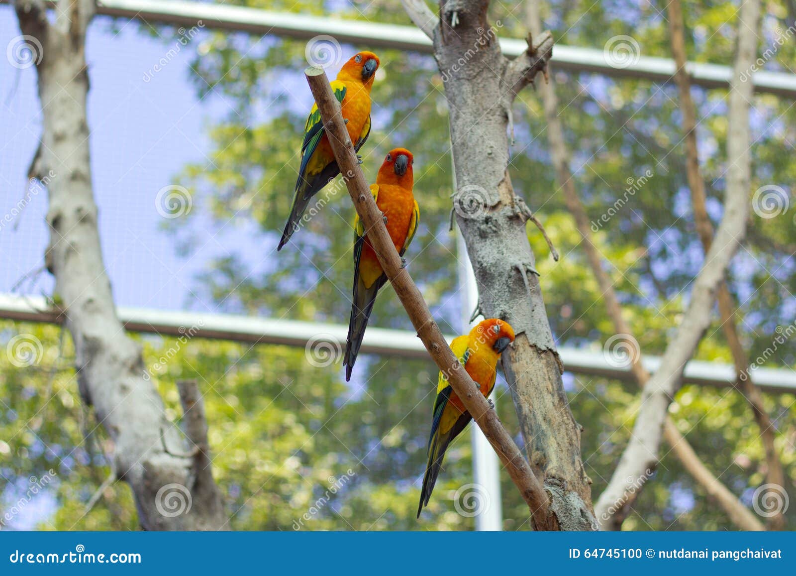 Sleepy Orange Sun Conure Parrot on a Tree Branch Stock Photo - Image of ...