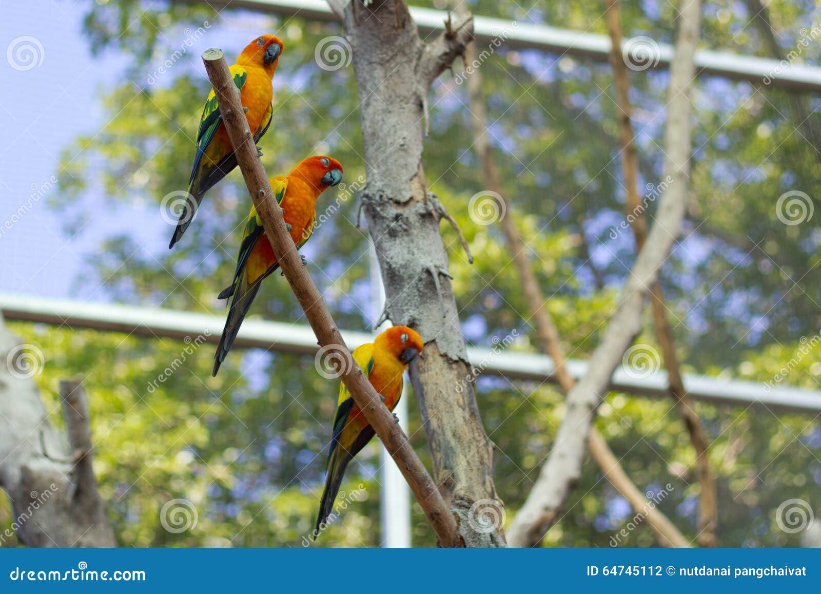 Sleepy Orange Sun Conure Parrot on a Tree Branch Stock Photo - Image of ...
