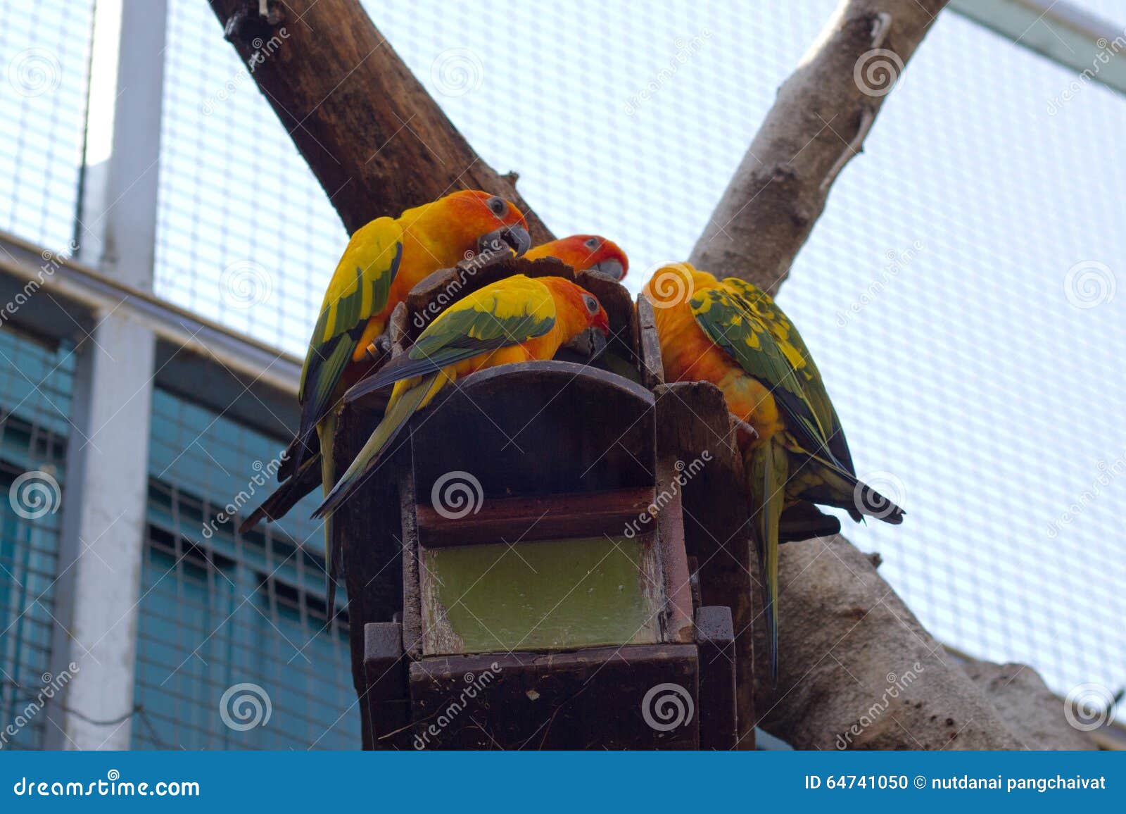 Sleepy Orange Sun Conure Parrot on a Tree House Stock Photo - Image of ...