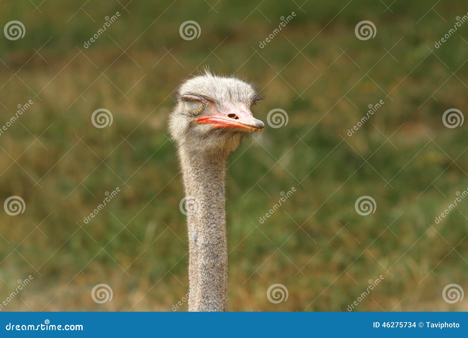 Sleepy ostrich stock photo. Image of park, curious, ostrich - 46275734