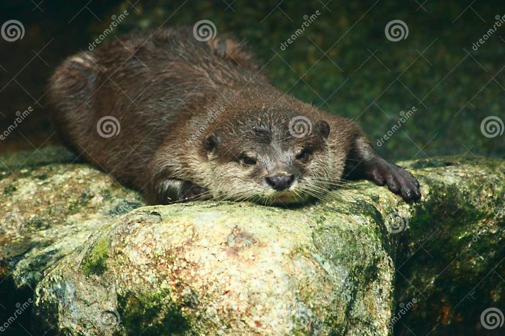 Sleepy Otter stock image. Image of sleeping, otters, animal - 7939107